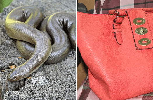 Legendary Snake Omieri Unveiled at Nairobi Museum